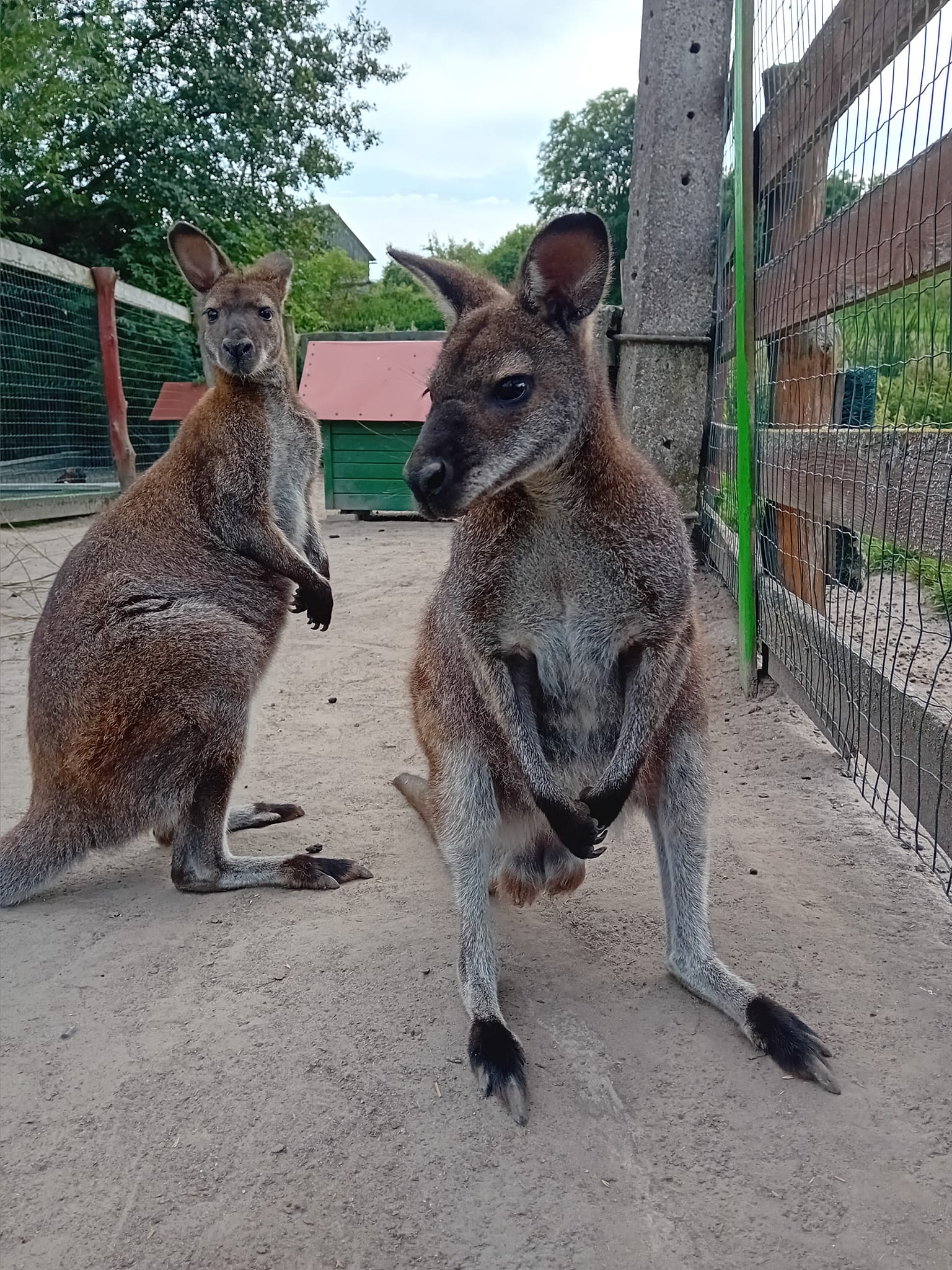 Mazurskie Mini Zoo w Kąpie koło Giżycka – atrakcja dla rodzin na Mazurach